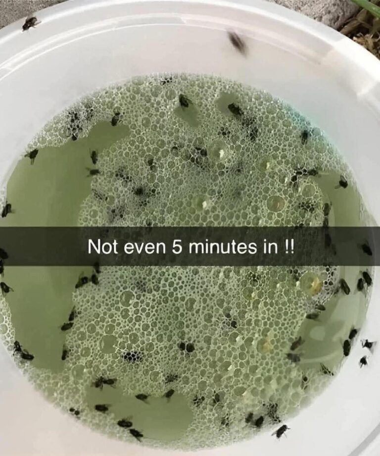 Say Goodbye to Pesky Insects with This Homemade Natural Bug - ModishTips